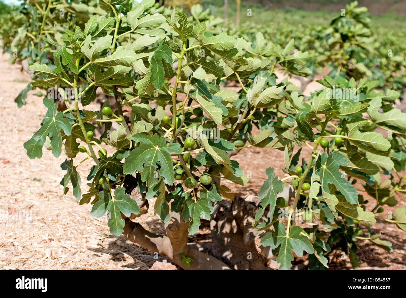 Fig Tree Plantation High Resolution Stock Photography and Images - Alamy
