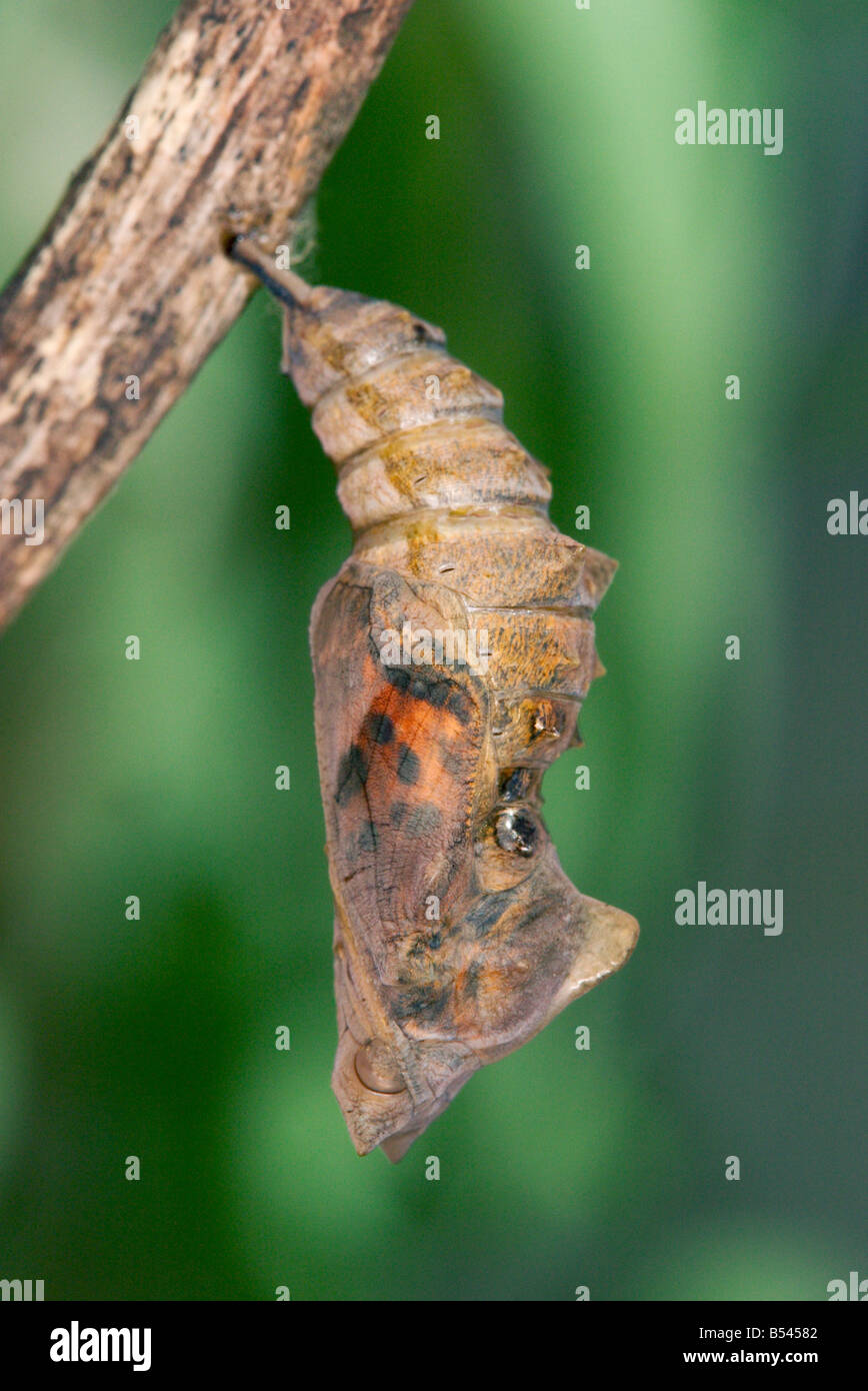 Satyr Comma Polygonia satyrus Stock Photo - Alamy