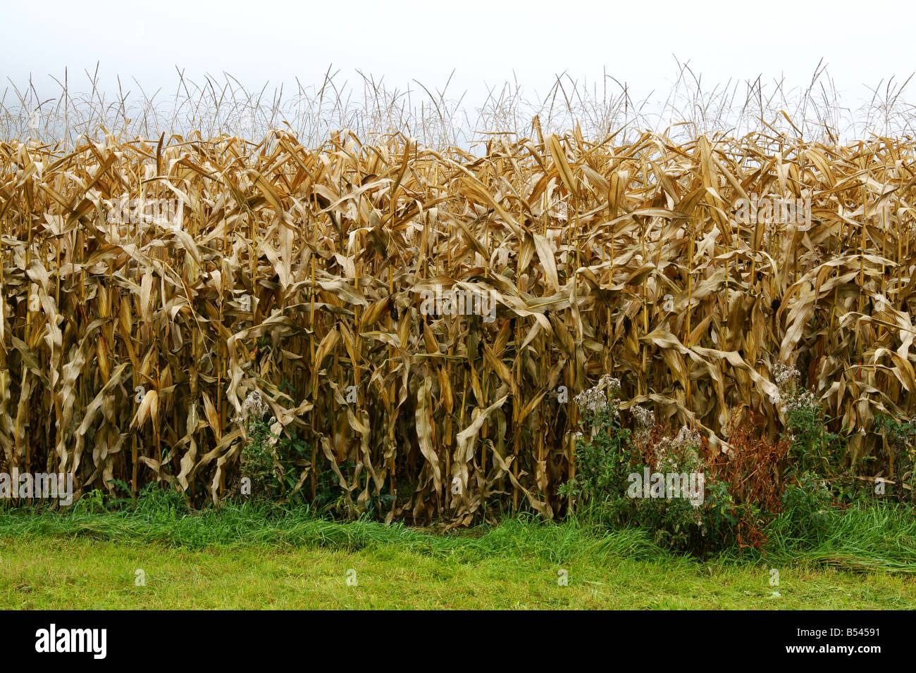 corn in the fields Stock Photo - Alamy