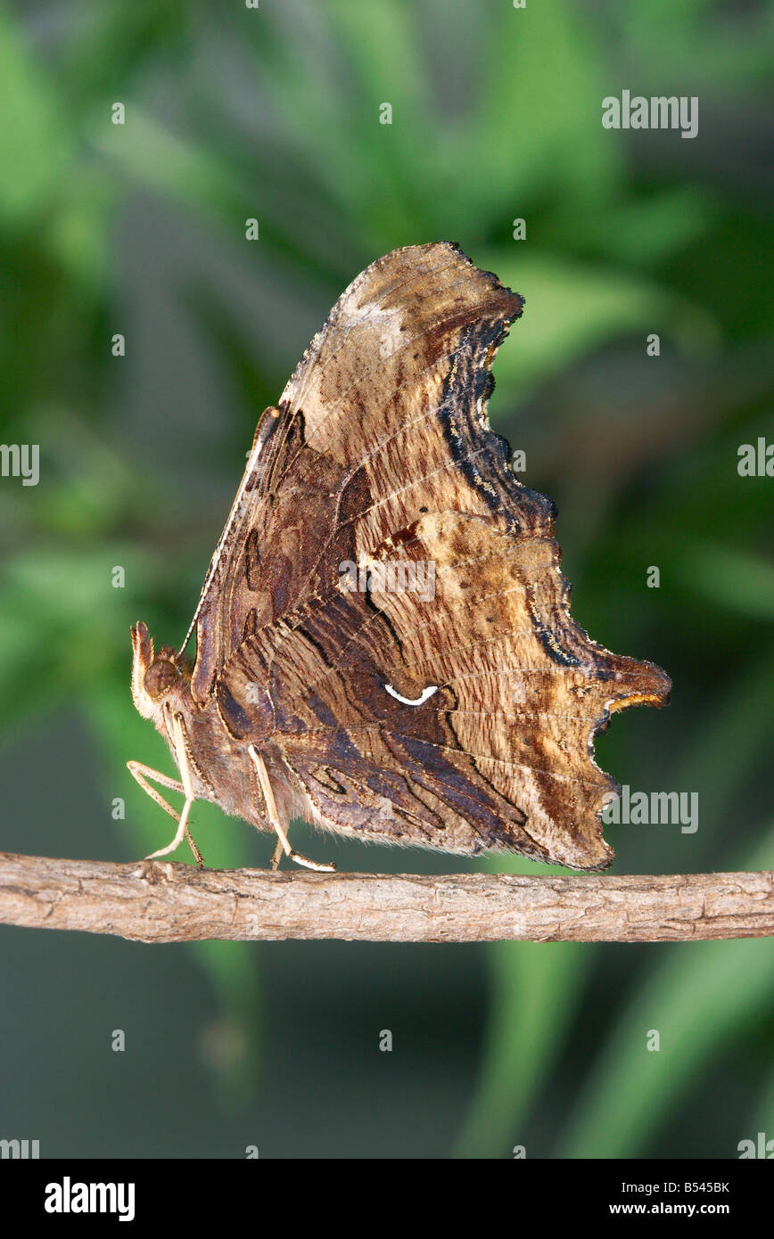 Satyr Comma Polygonia satyrus Stock Photo - Alamy