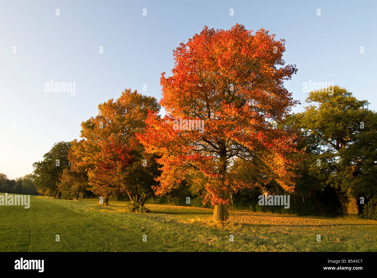 Tree leaves hi-res stock photography and images - Alamy