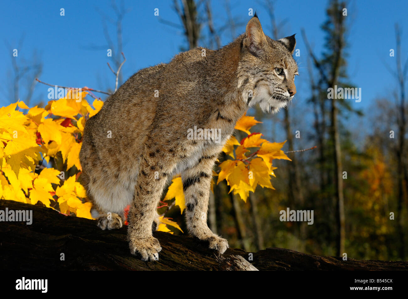 Bobcat looking out from a fallen tree trunk with yellow maple leaves ...