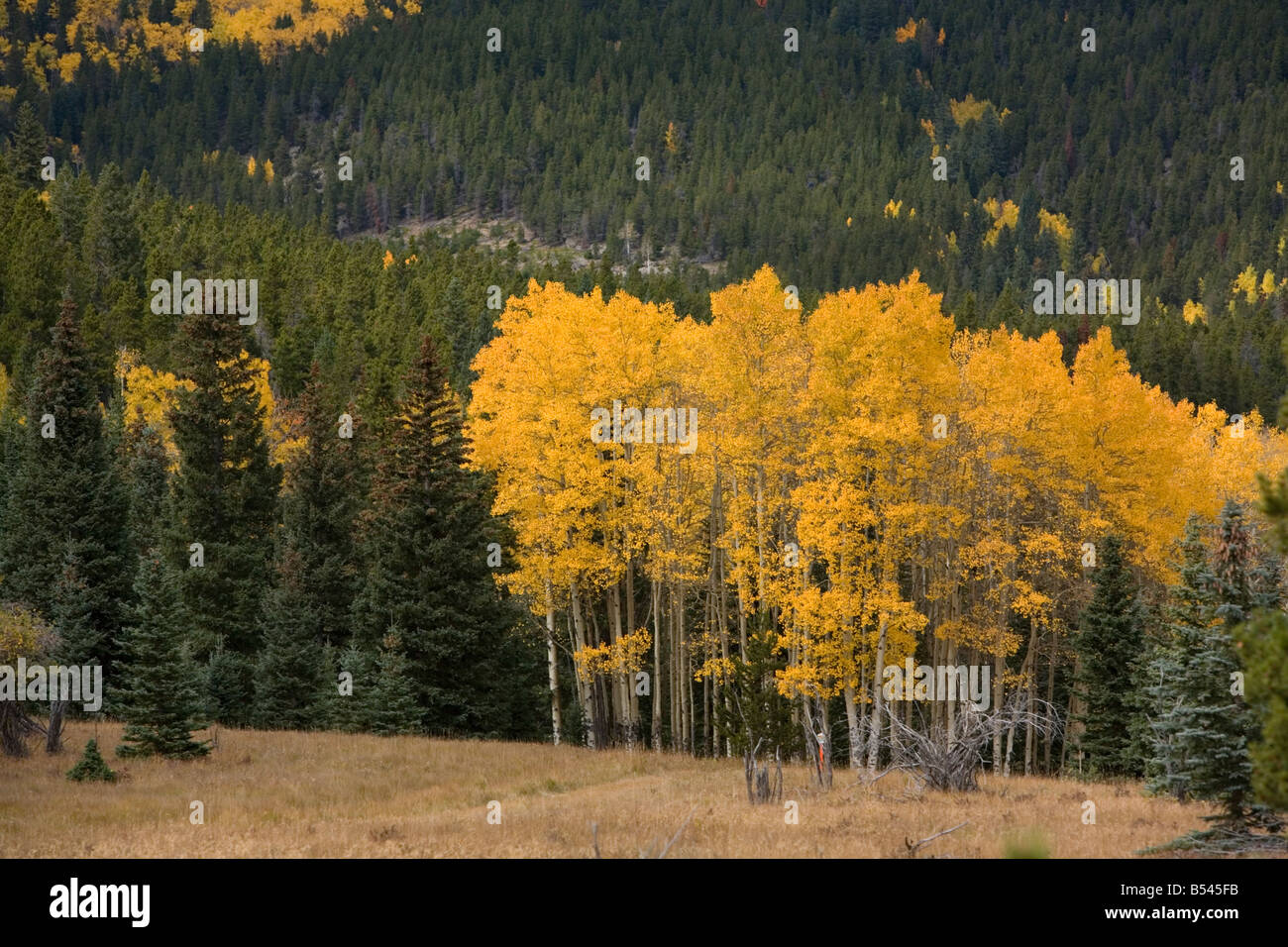 Fall foliage aspens colorado hi-res stock photography and images - Alamy