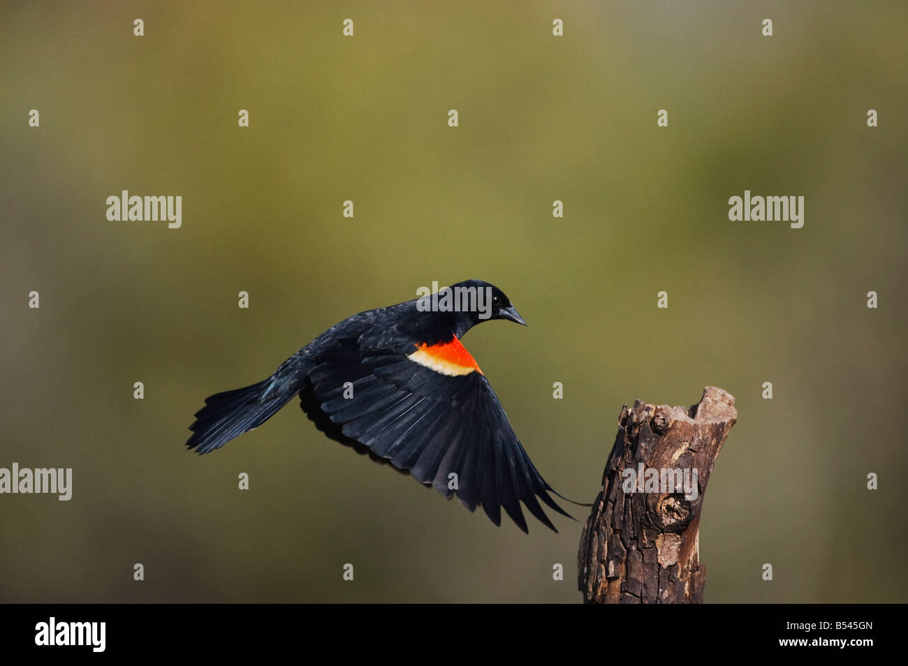 Flying Red Winged Blackbirds High Resolution Stock Photography and ...