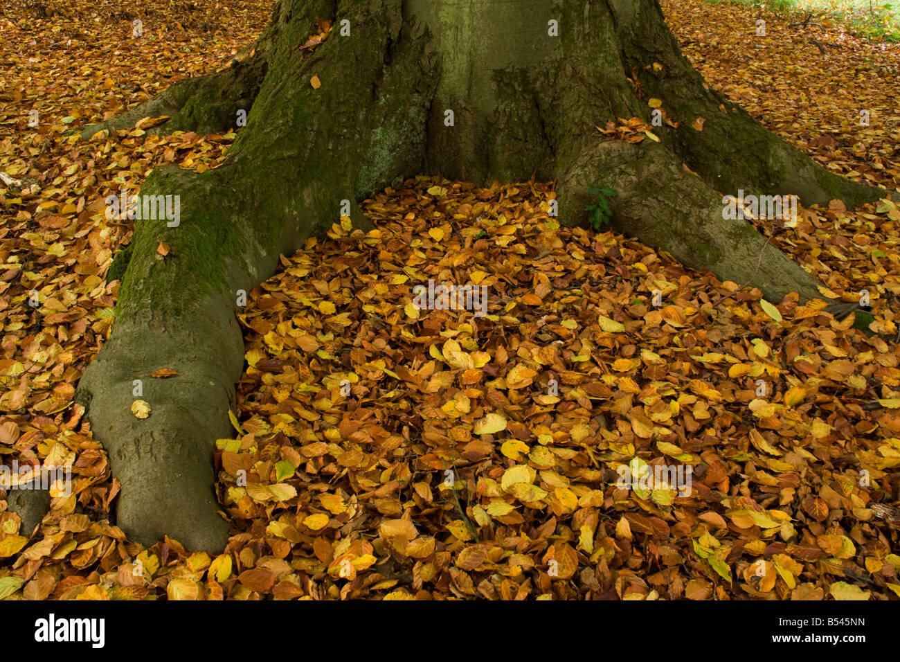 Deep litter hi-res stock photography and images - Alamy