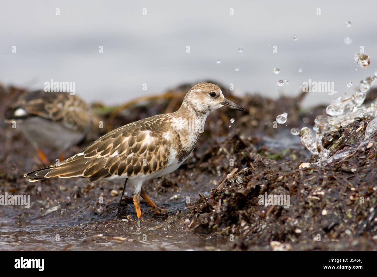 Juvenile Ruddy Turnstone High Resolution Stock Photography and Images ...
