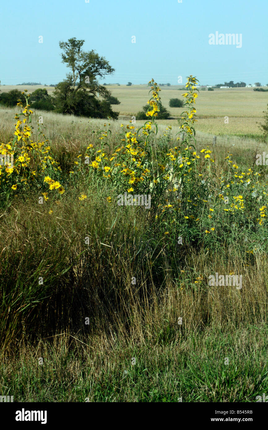 Prairieland hi-res stock photography and images - Alamy