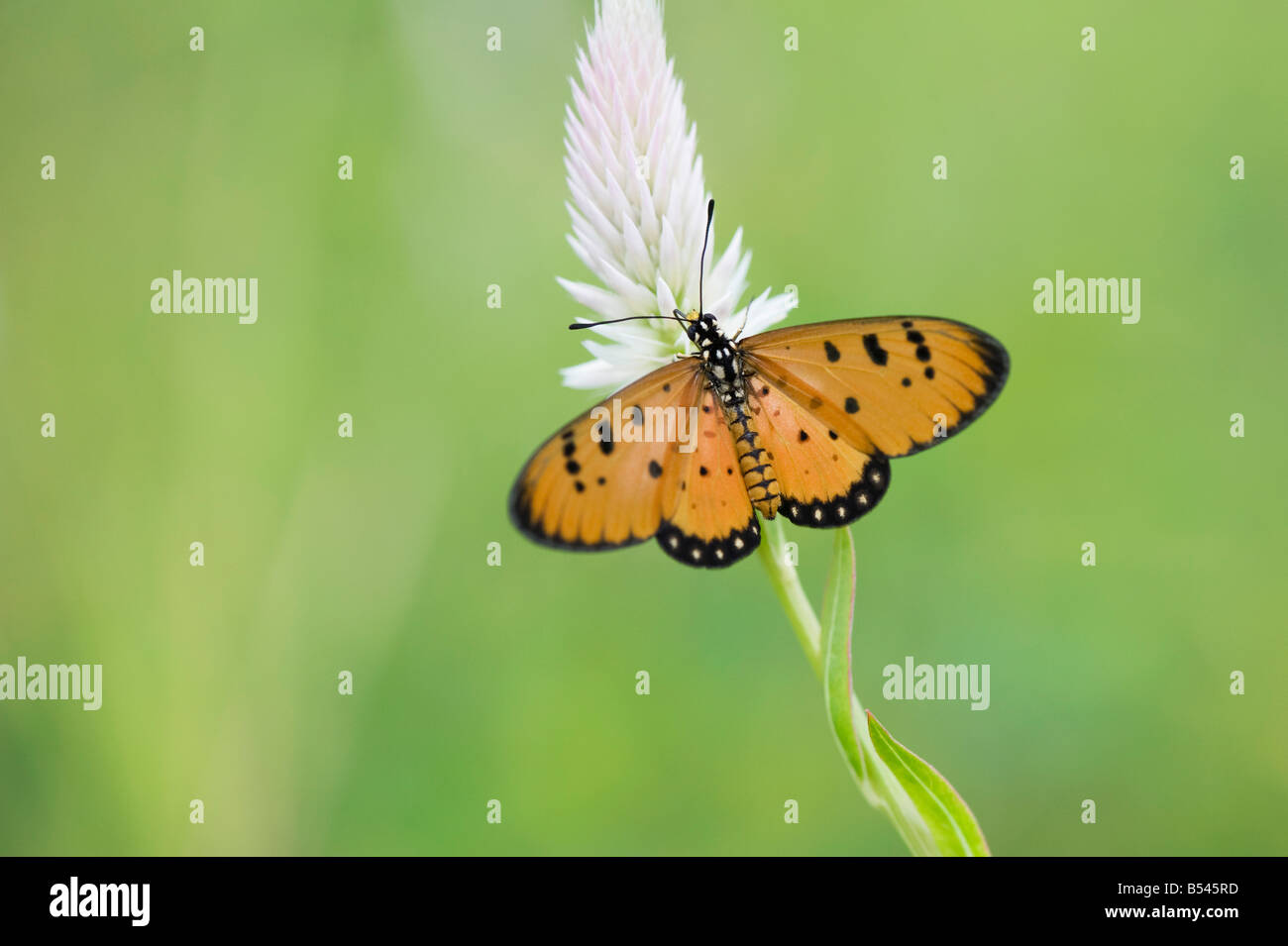 Acraea terpsicore. Tawny Coster butterfly in the indian countryside ...