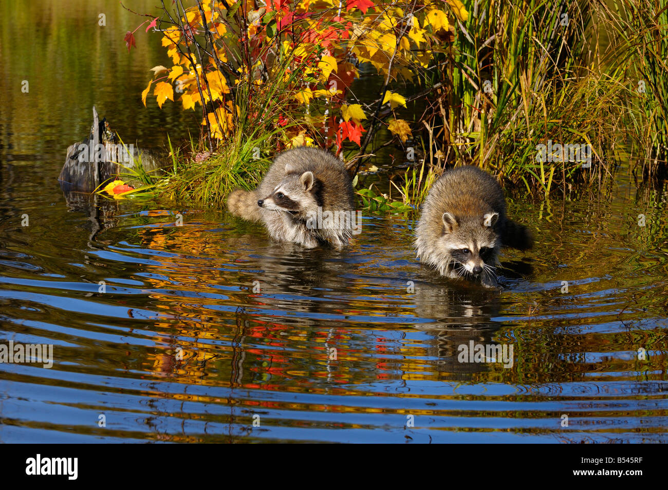 Cautious pair of Raccoons making ripples in water near a small spit of ...