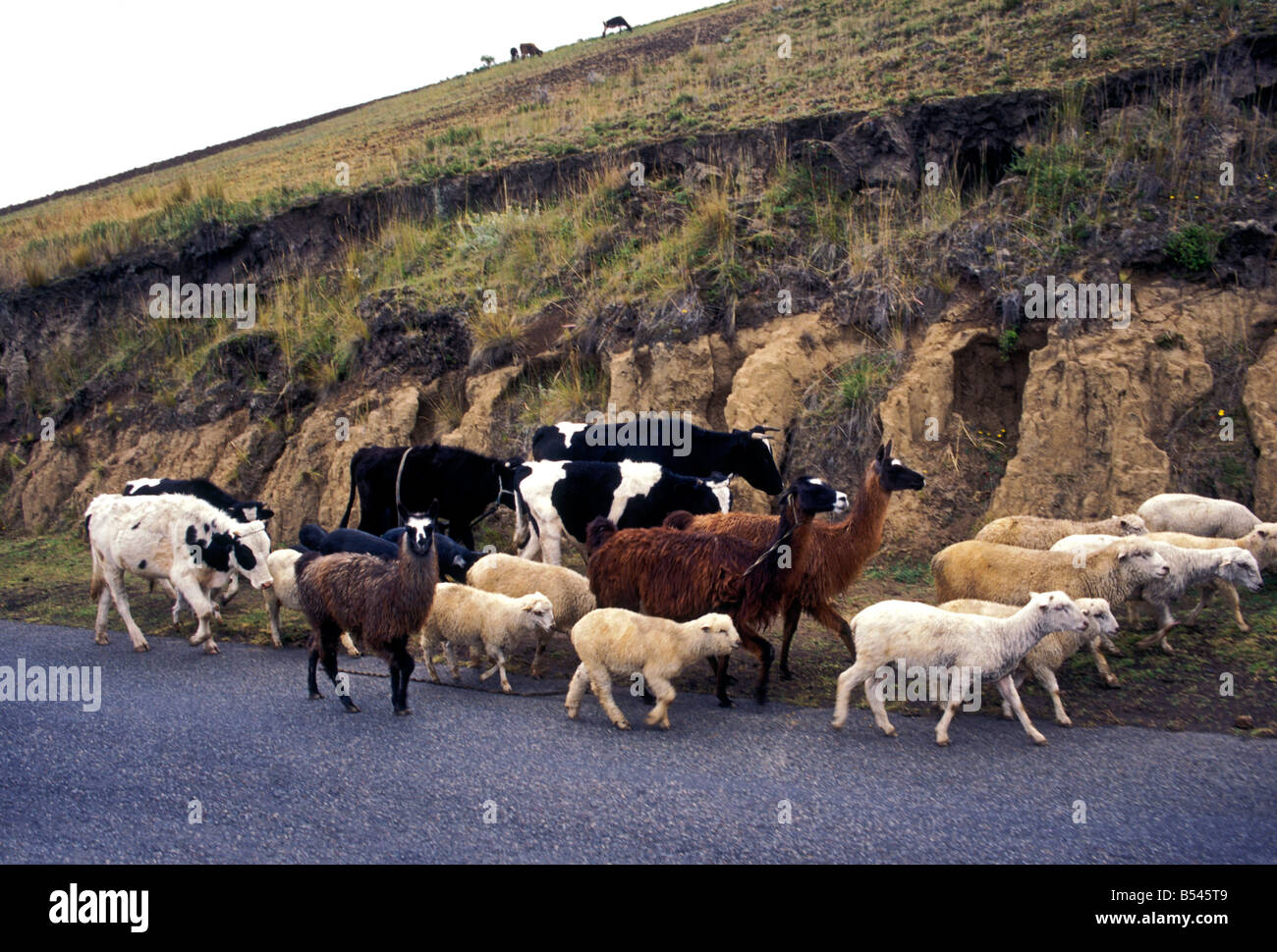 Sheep Cows Animals High Resolution Stock Photography and Images - Alamy