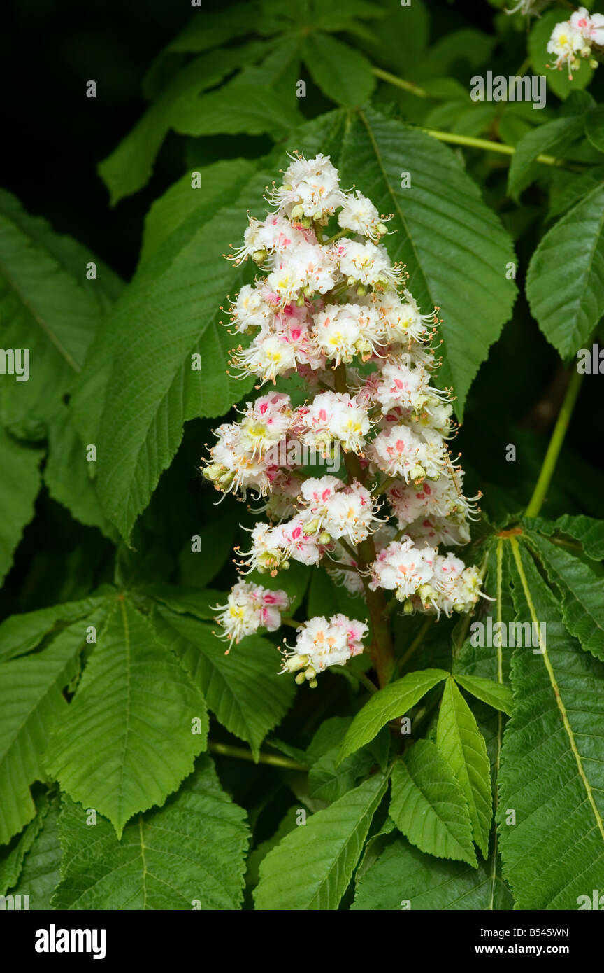 AESCULUS HIPPOCASTANUM HORSE CHESTNUT Stock Photo - Alamy
