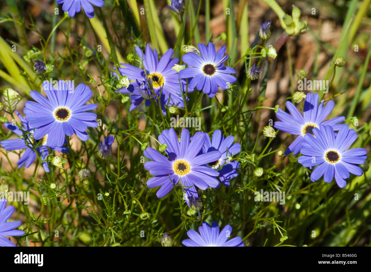 Australian daisy hi-res stock photography and images - Alamy