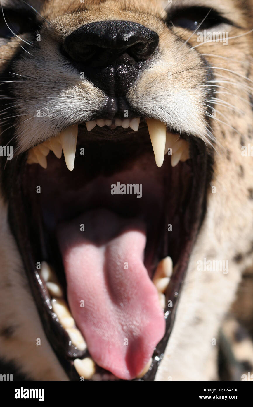 cheetah's open mouth Stock Photo - Alamy