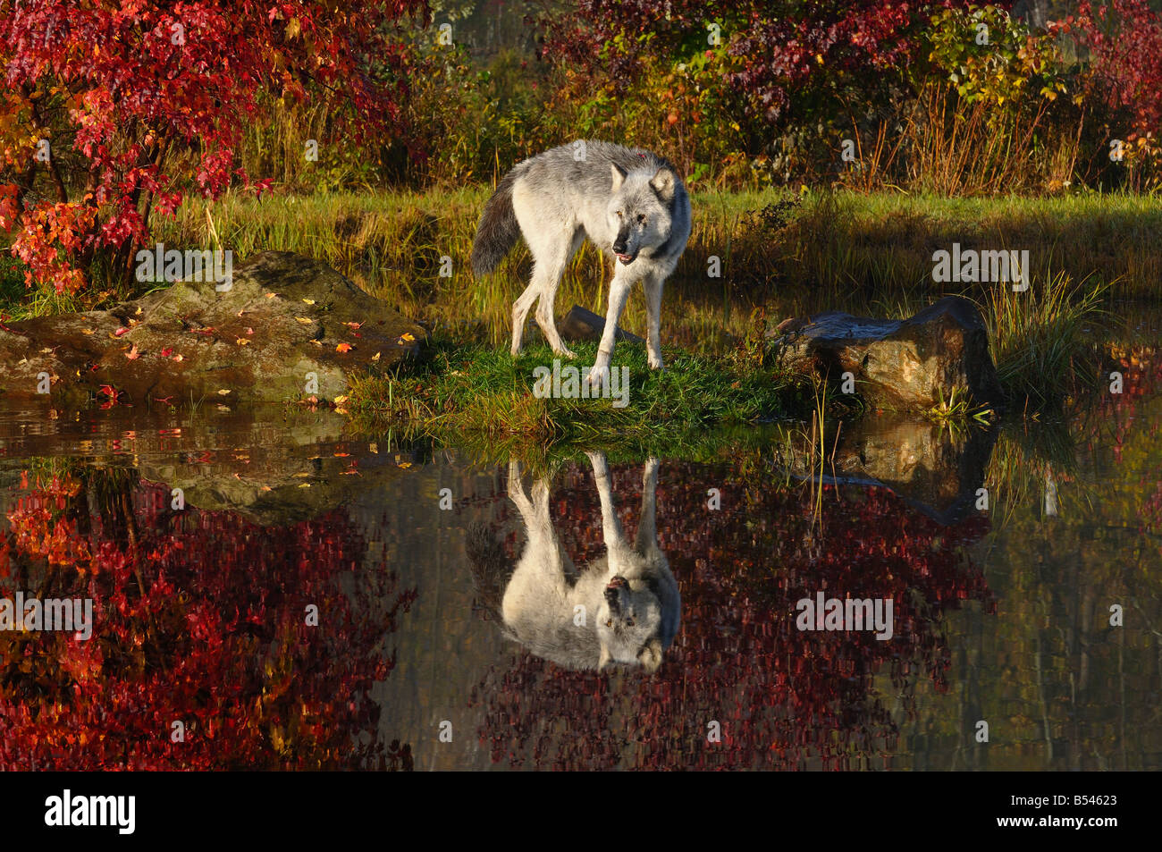 Timber Wolf reflected in calm water amidst red maple leaves and Fall ...