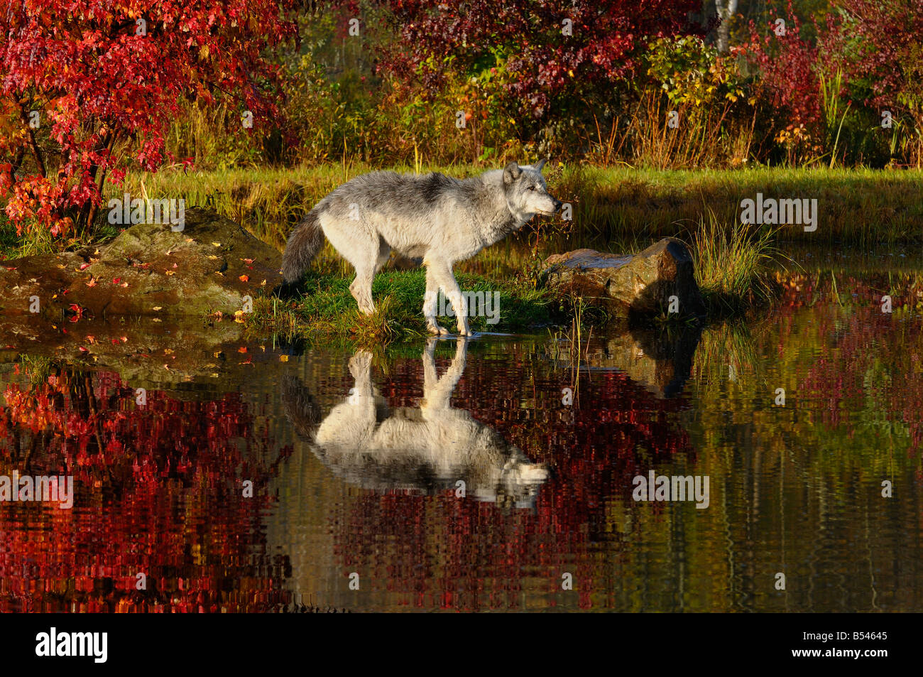 Gray Wolf dipping toe in water with reflection at river edge surrounded ...