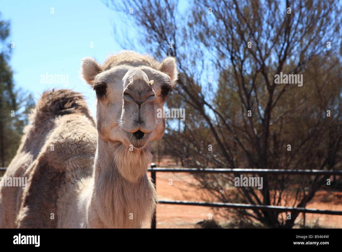 Camel, Northern Territory Stock Photo - Alamy