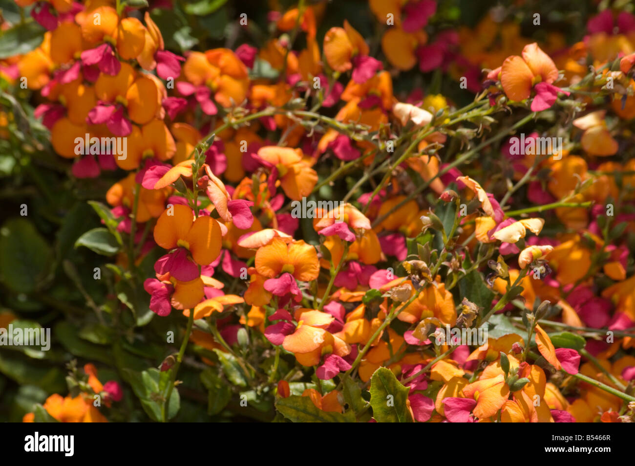 West Australian wildflower Chorizema varium X Ilicifolia Stock Photo ...