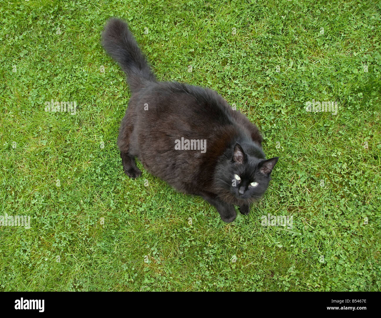 Large black cat standing on green grass looking up Portland Oregon USA ...
