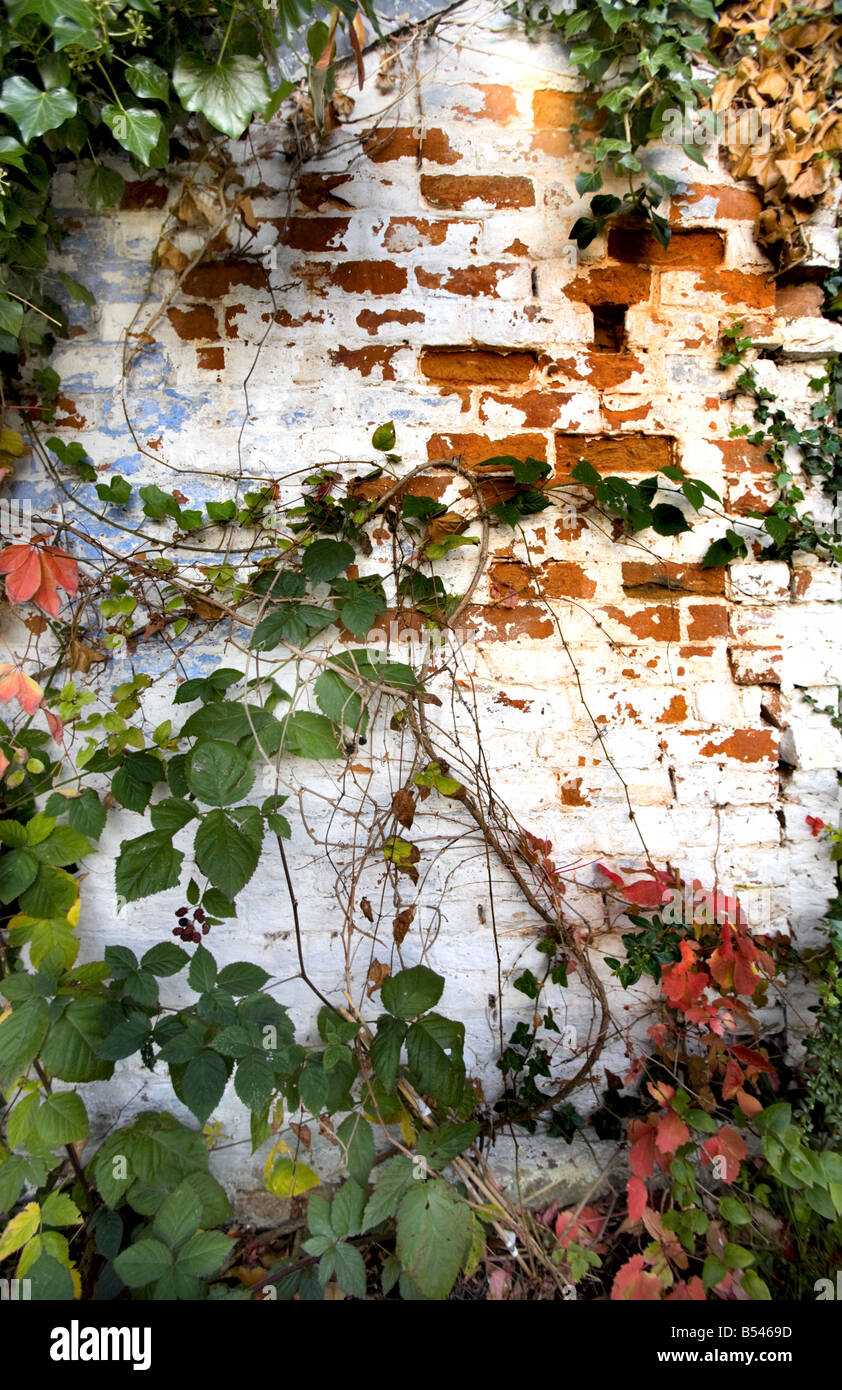Vines on brick wall hi-res stock photography and images - Alamy