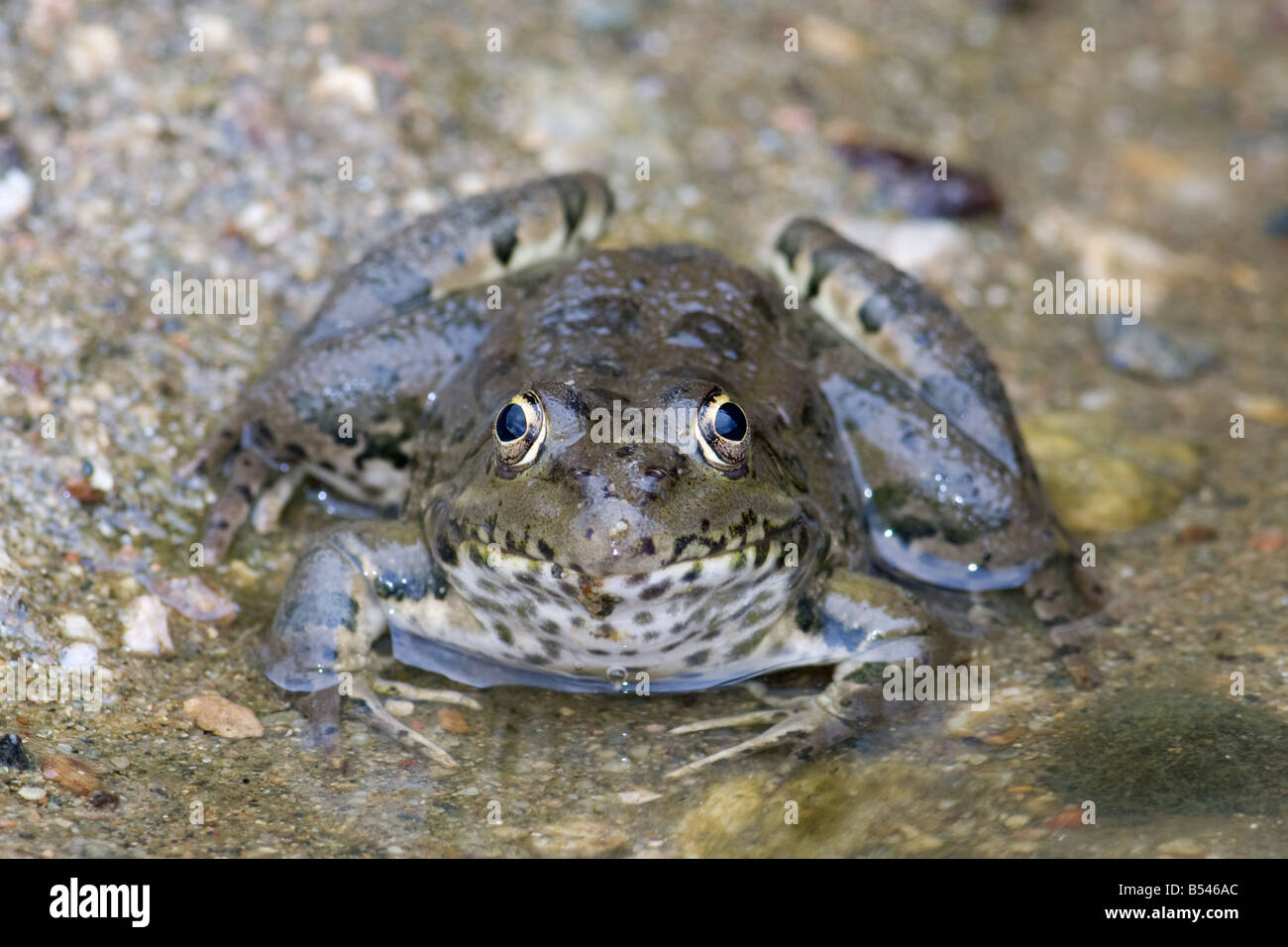Laughing frog hi-res stock photography and images - Alamy