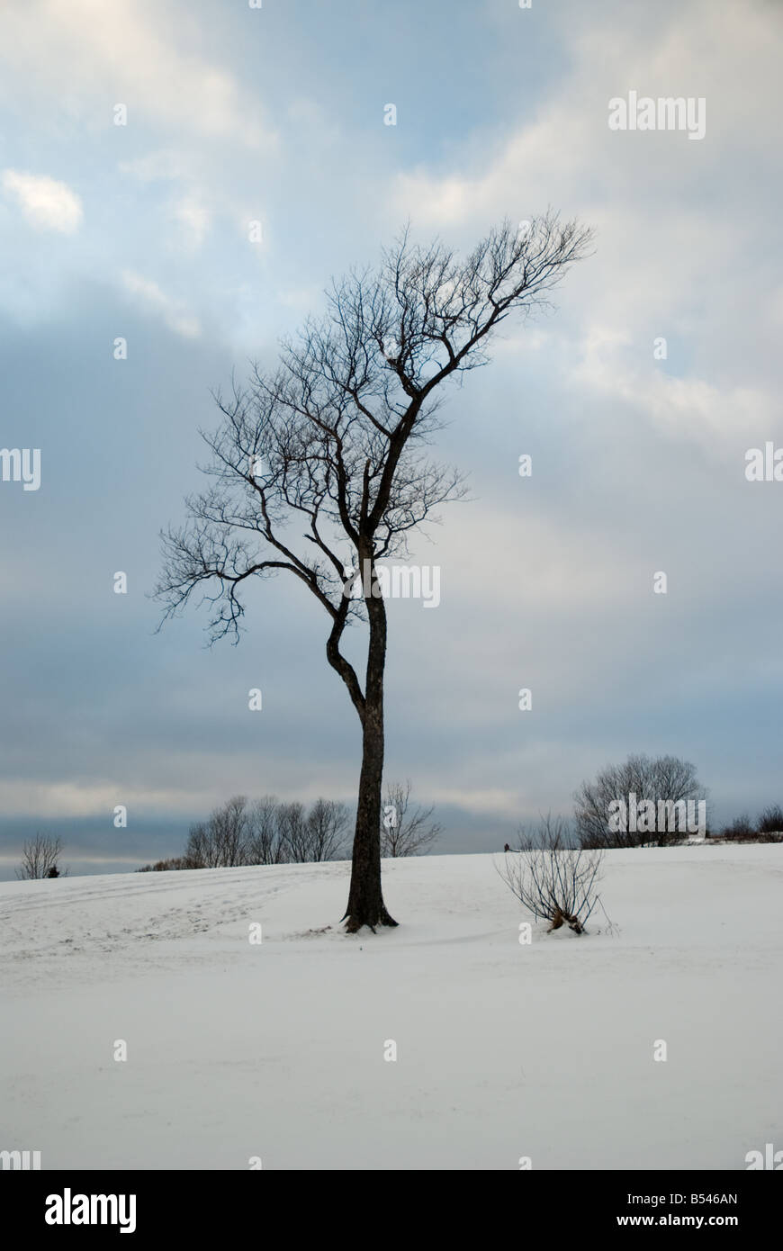 A lonely tree in winter Stock Photo - Alamy