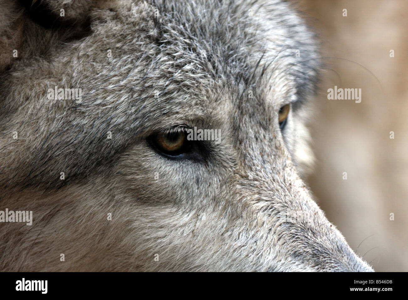Timberwolf timber wolf hi-res stock photography and images - Alamy