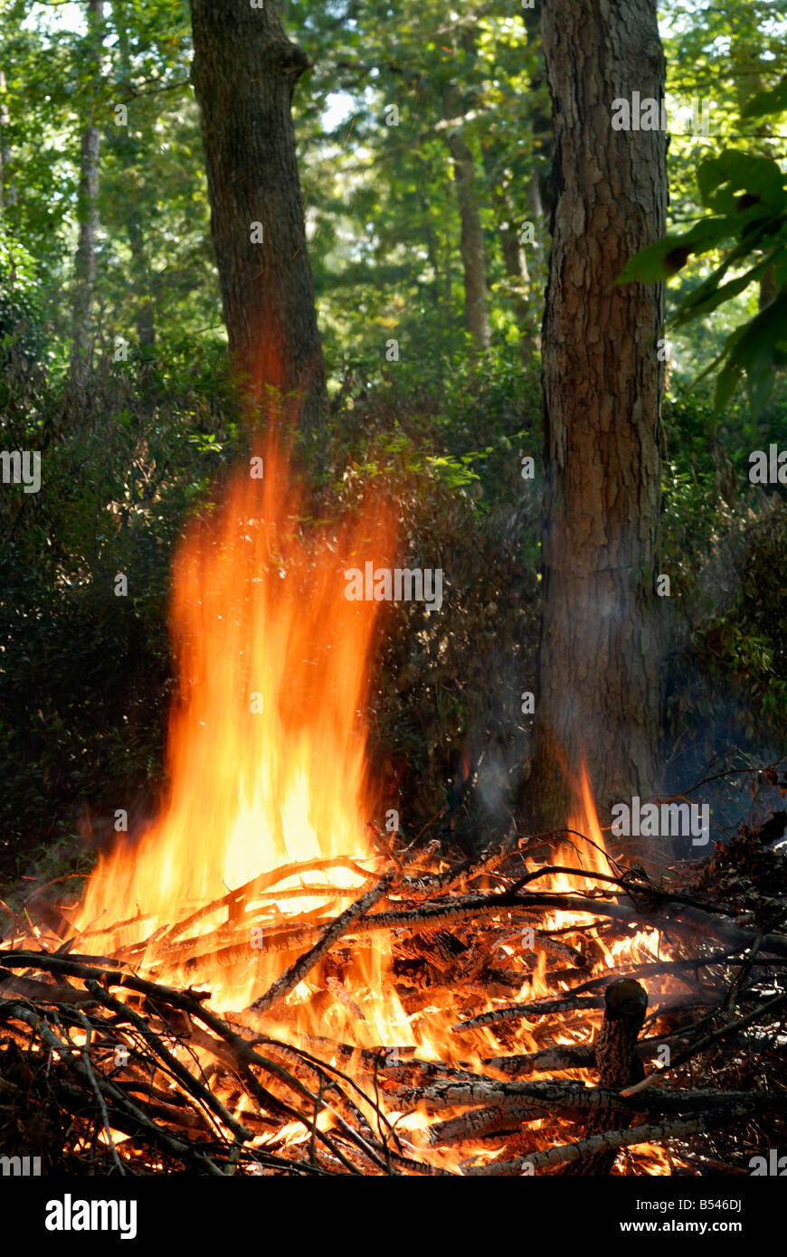 Scorched woods hi-res stock photography and images - Alamy