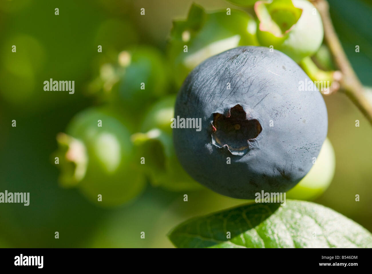 Highbush blueberry berry hi-res stock photography and images - Alamy