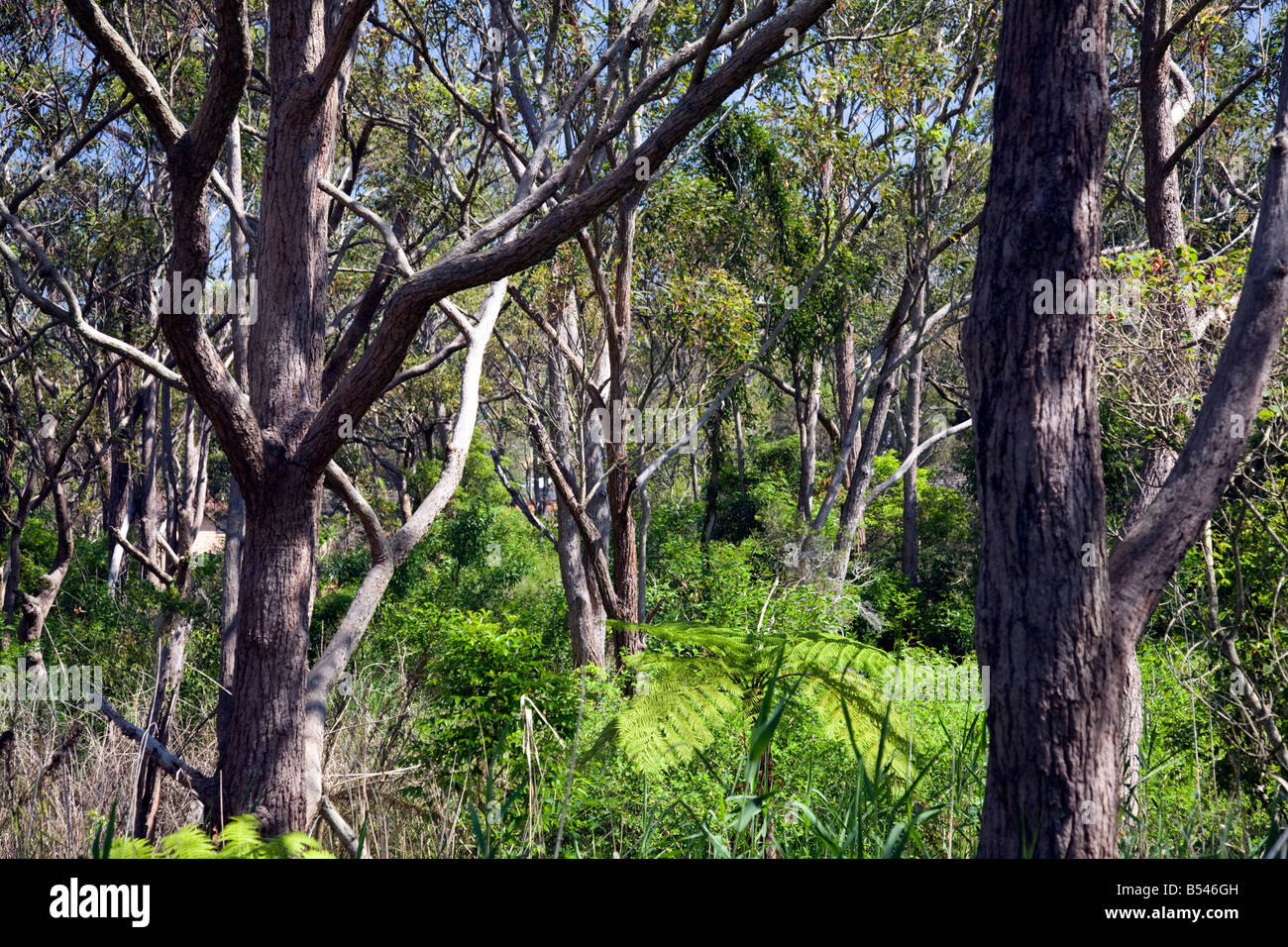 Warriewood High Resolution Stock Photography and Images - Alamy