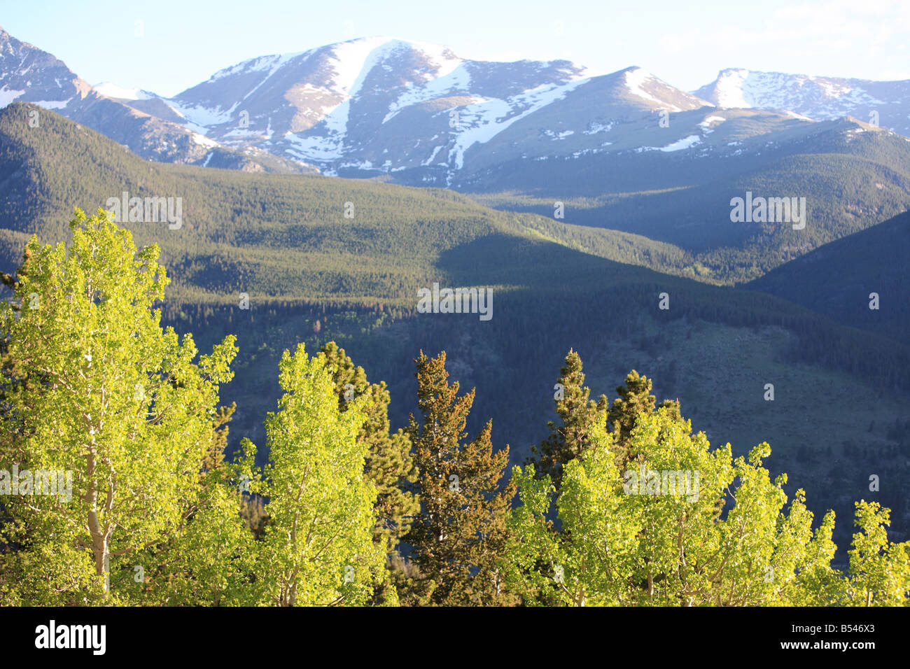 Bright aspen trees in spring, Rocky Mountains National Park, Colorado ...
