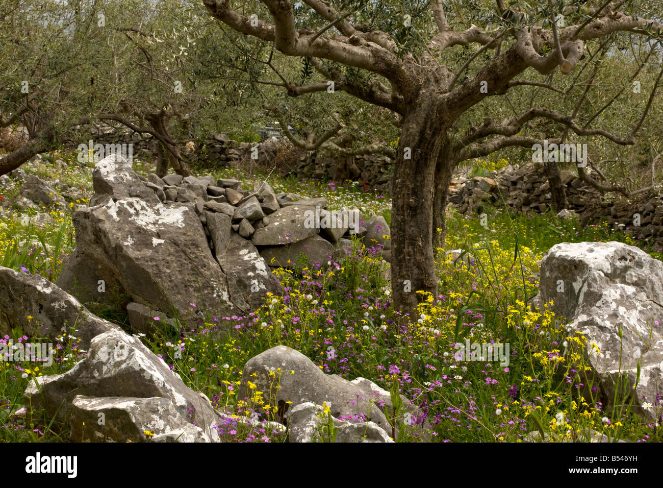 Flowery old olive groves in spring with limestone rocks on the Mani ...