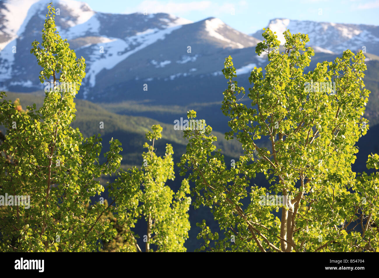 Bright aspen trees in spring, Rocky Mountains National Park, Colorado ...