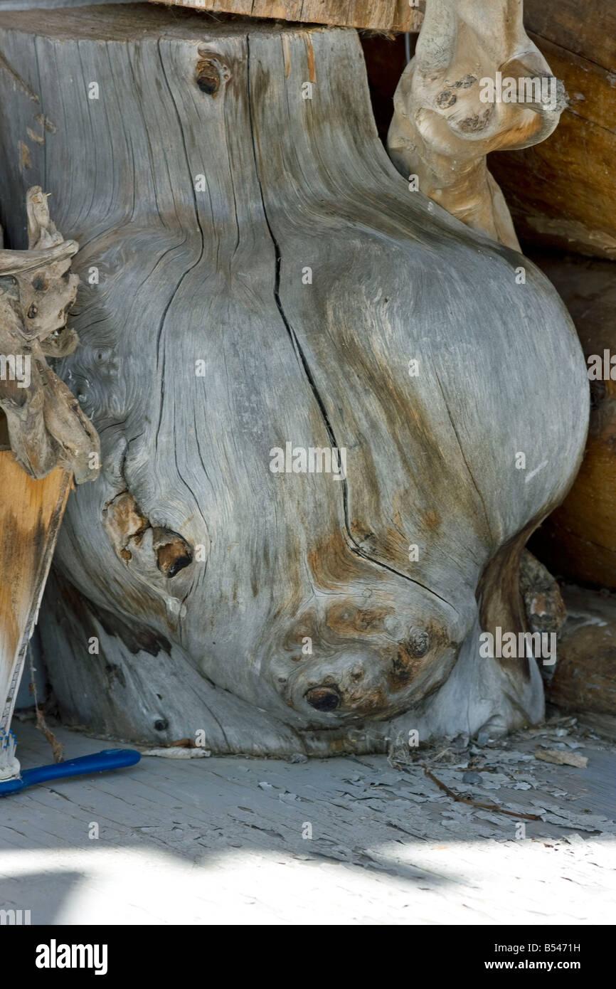 Bear stump hi-res stock photography and images - Alamy