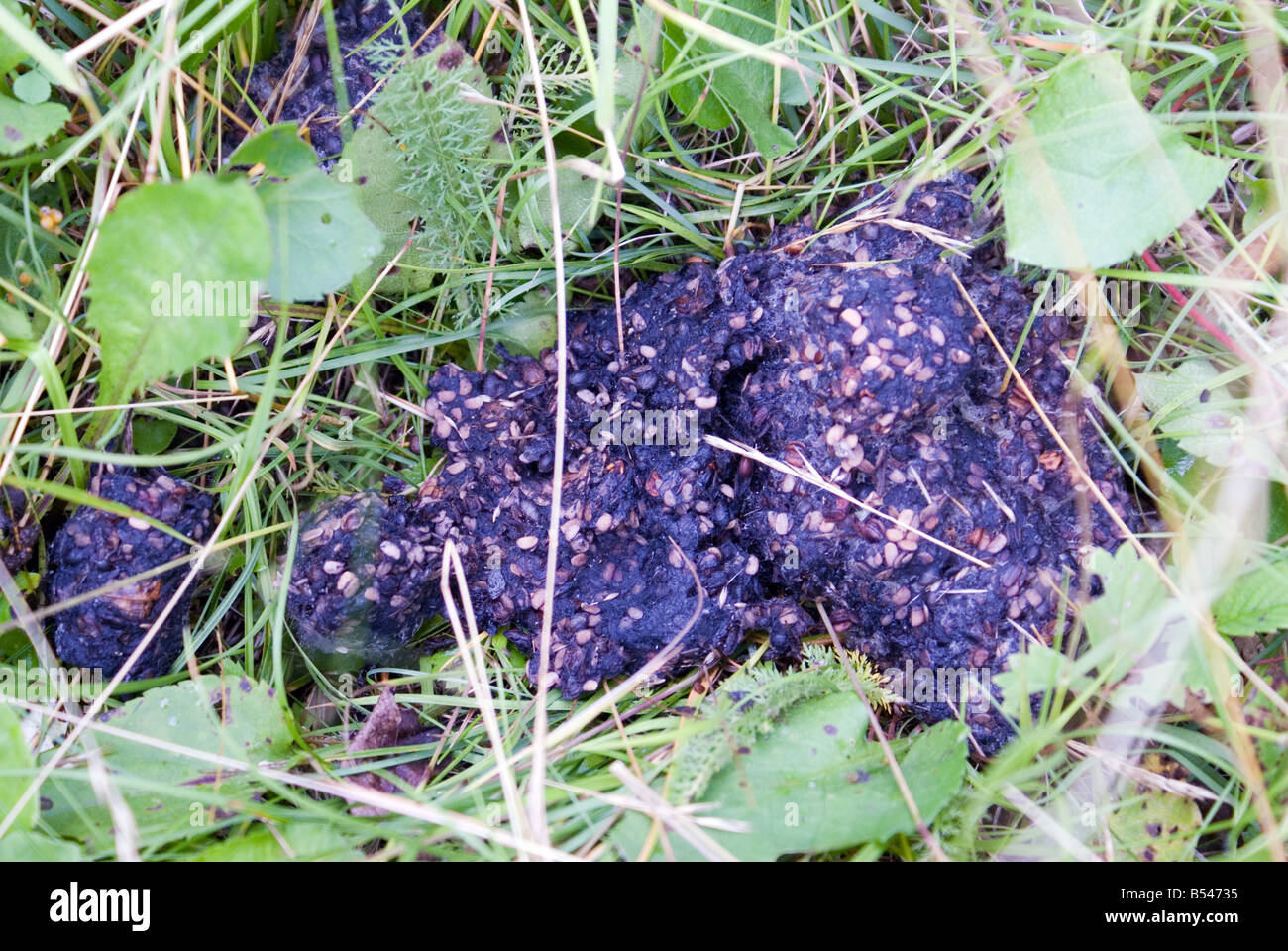 Bear scat hi-res stock photography and images - Alamy
