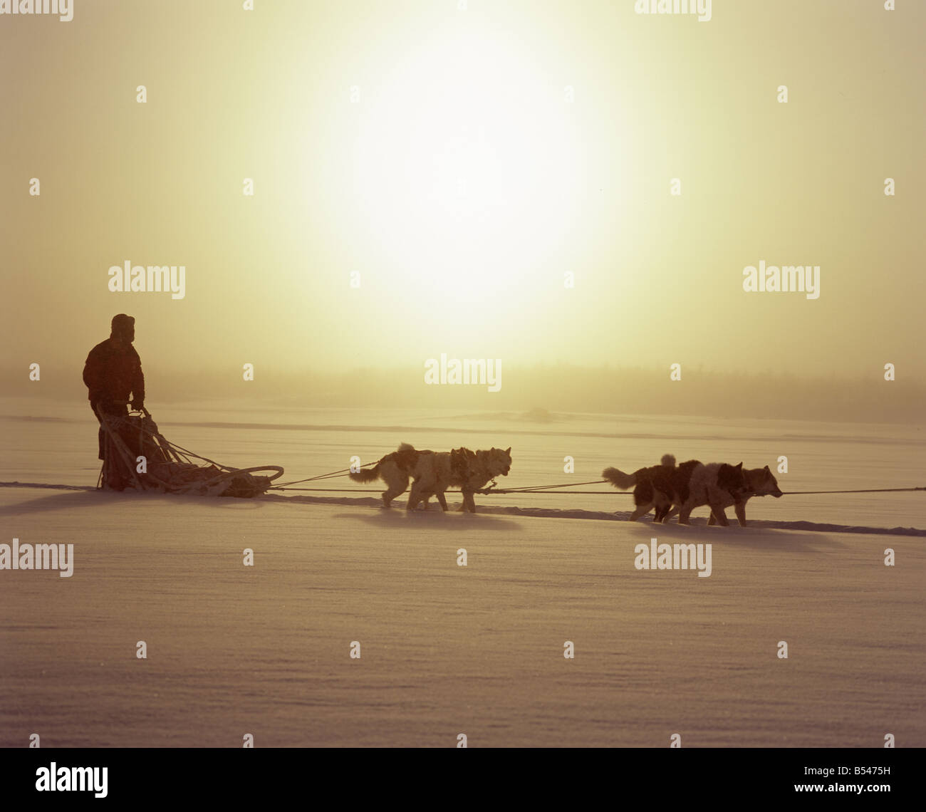 Siberian Huskies - pulling sledge Stock Photo - Alamy
