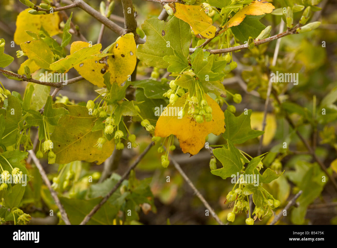 Cretan Maple or Evergreen Maple Acer sempervirens in flower in spring ...