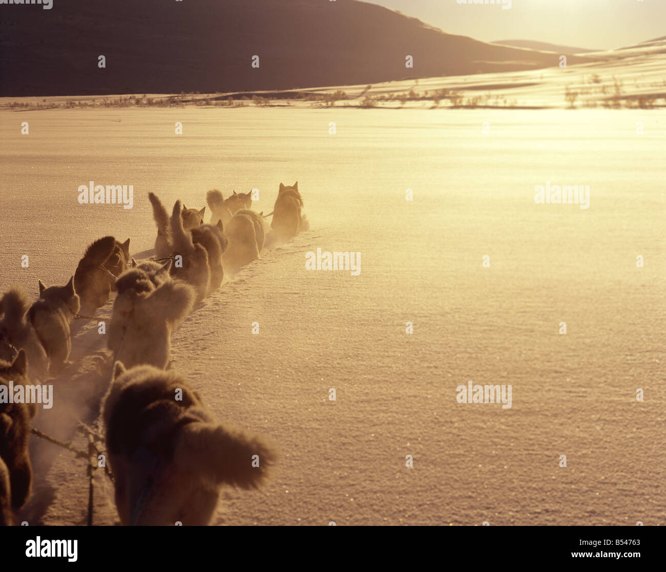 Siberian Huskies - pulling sledge Stock Photo - Alamy