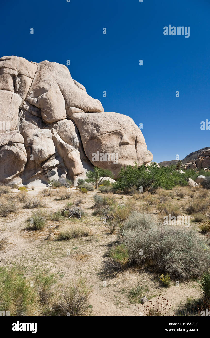 Hidden face tree hi-res stock photography and images - Alamy