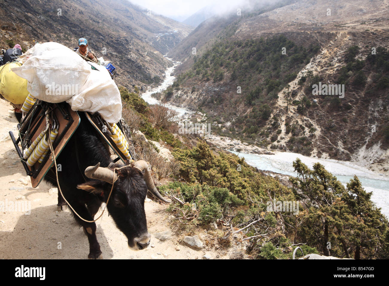 Yak navigates the windy path above Dingboche, Nepal Stock Photo - Alamy