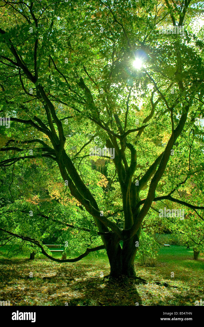 Light lit tree silhouette hi-res stock photography and images - Alamy