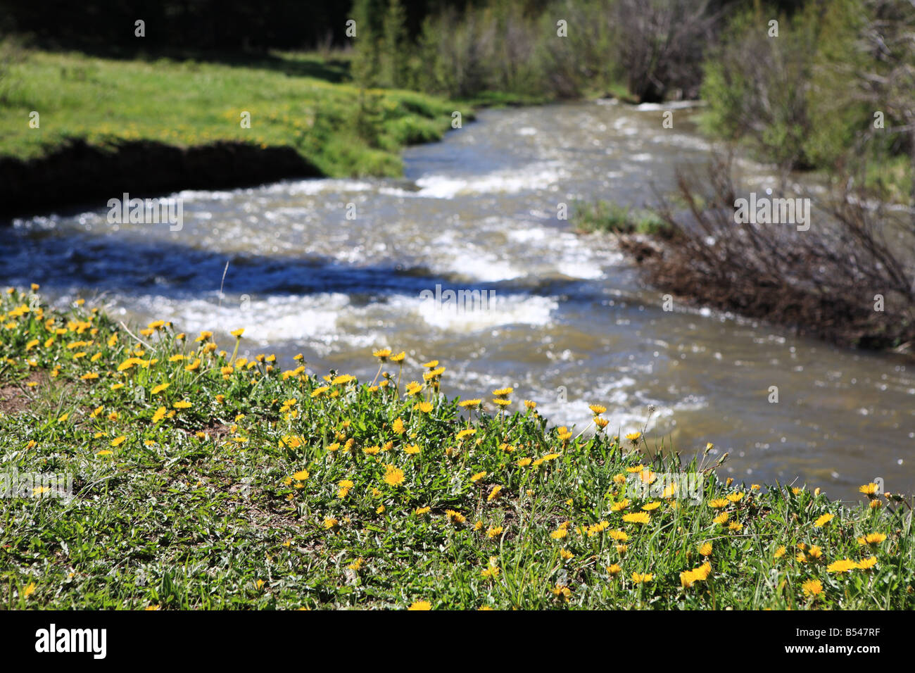 Alpine river and wild flowers in spring, Rocky Mountains National Park ...