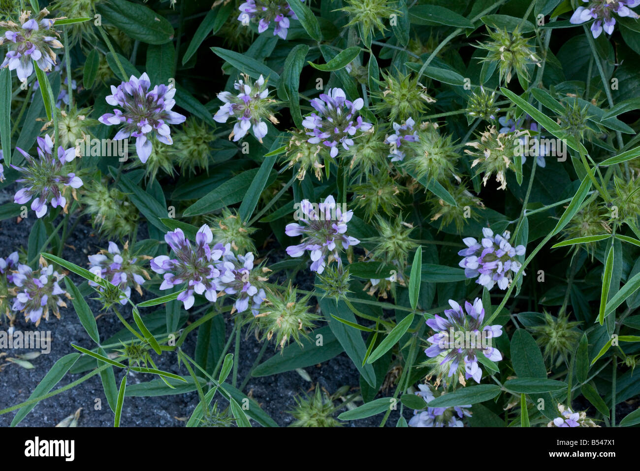 Pitch Trefoil or Tar Clover Bituminaria bituminosa Psoralea bituminosa ...