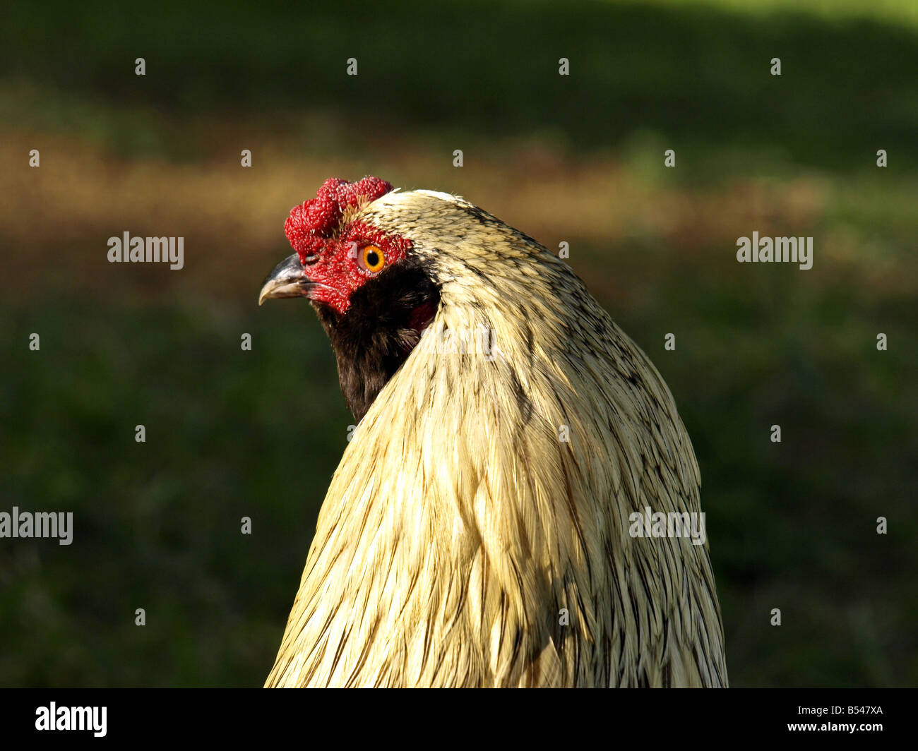 wild Hawaiian rooster Stock Photo - Alamy