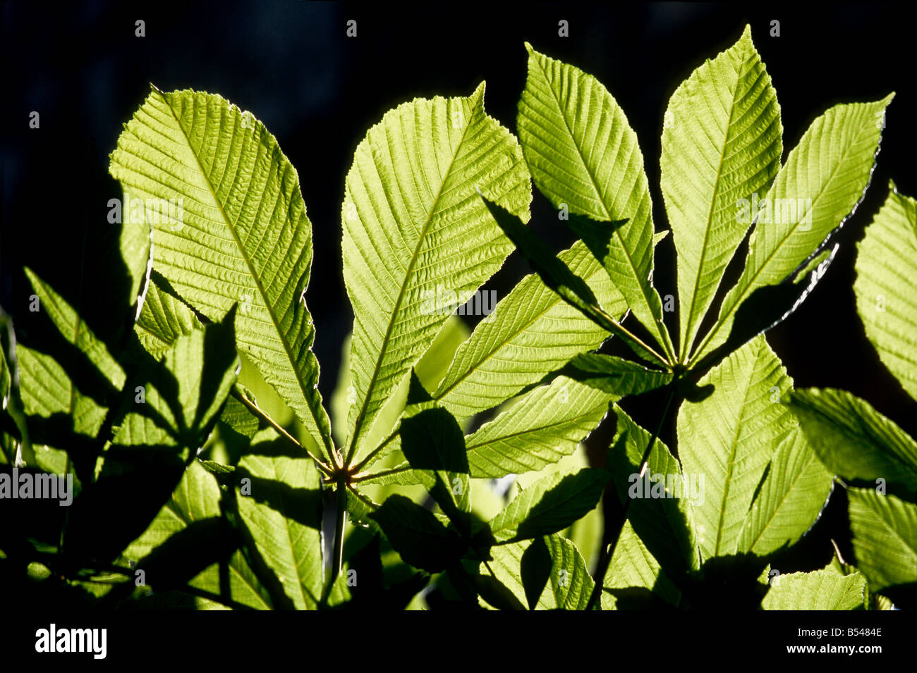 Chestnut tree foliage in spring Stock Photo - Alamy
