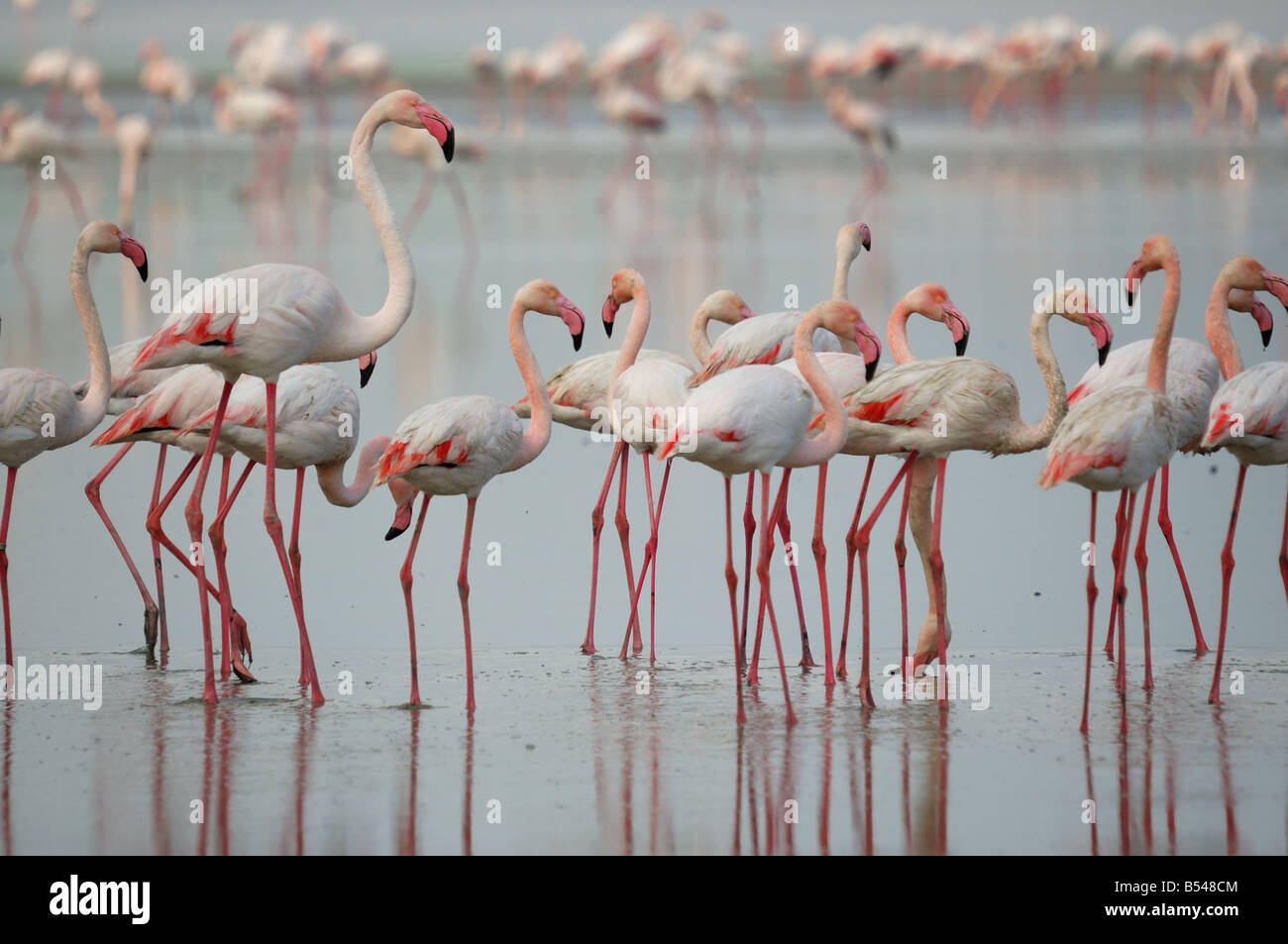 a picture of a several flamingos Stock Photo - Alamy