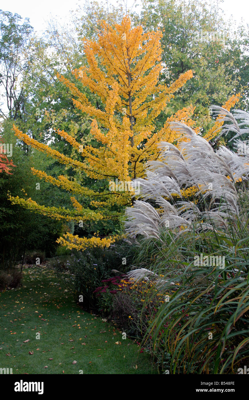 GINKGO BILOBA AUTUMN COLOURS KNOLL GARDENS WIMBORNE DORSET Stock Photo ...