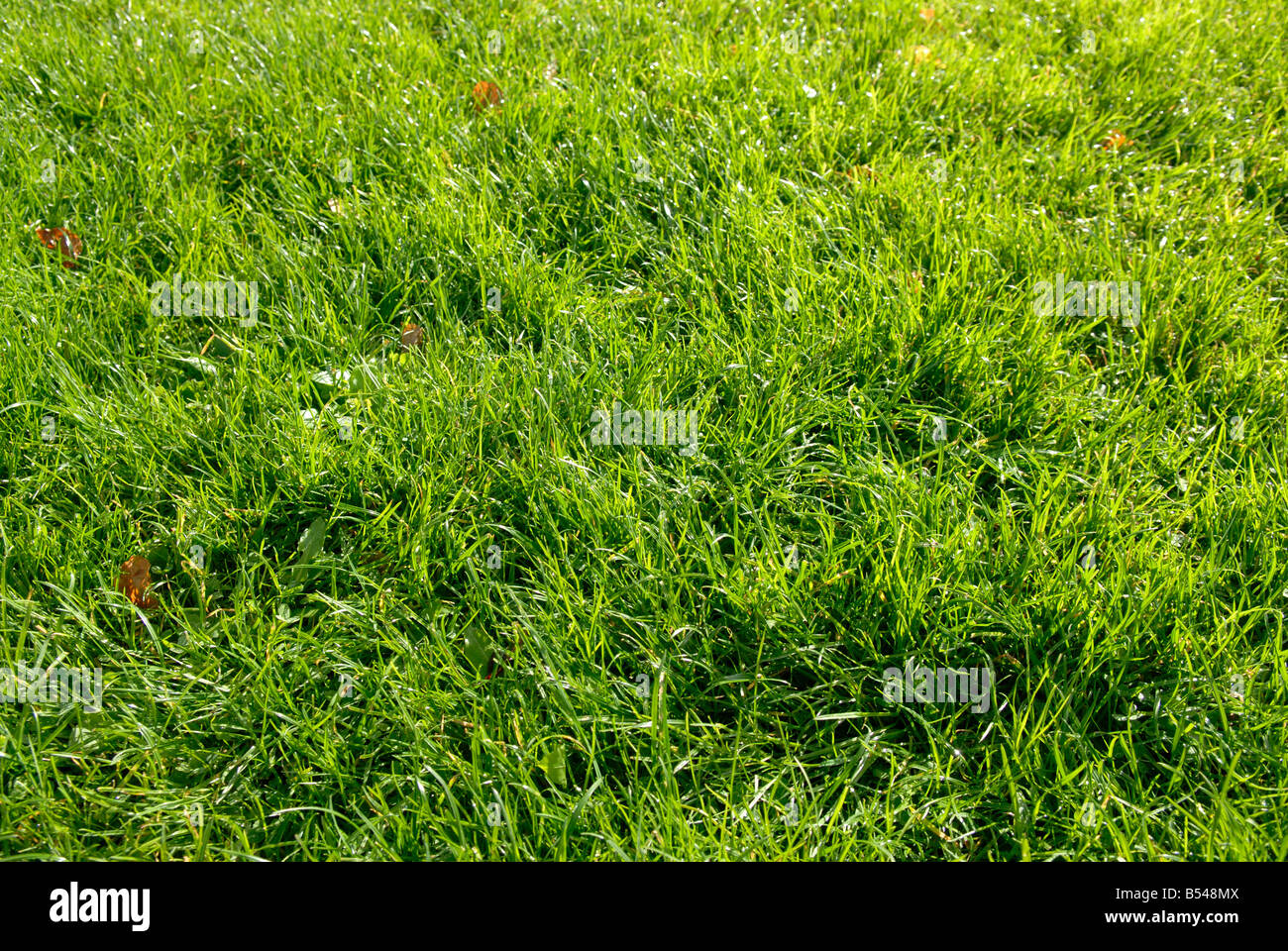 Moist grasslands hi-res stock photography and images - Alamy