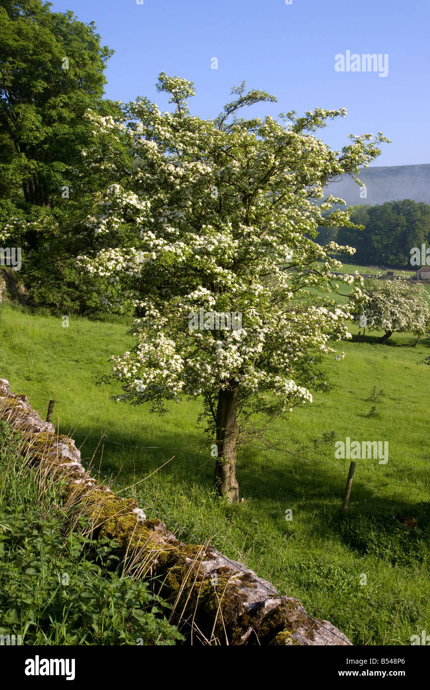 tree with summer blossom in the castleton valley in the english peak ...