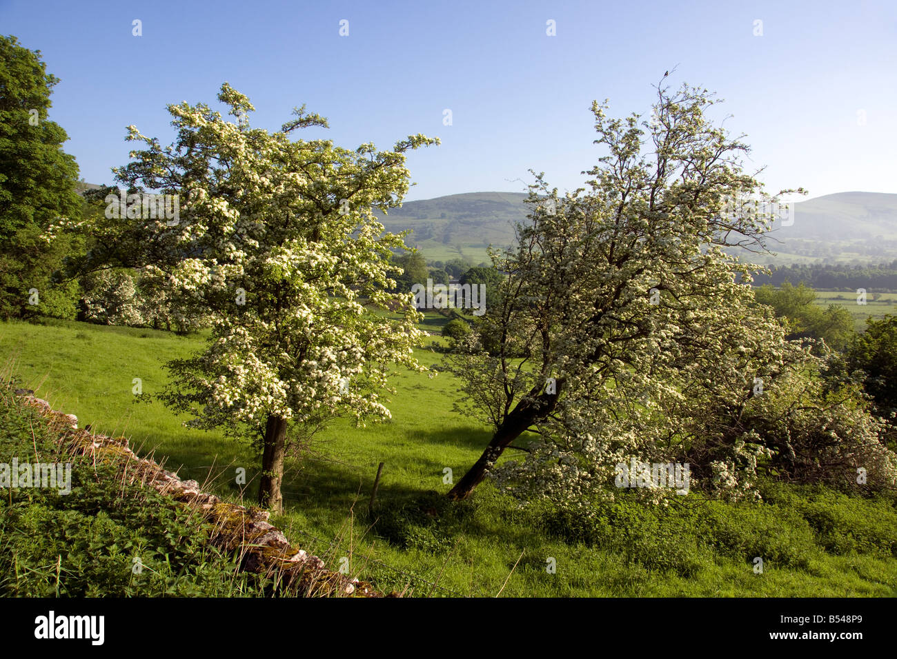 trees with summer blossom by early morning light in the castleton ...
