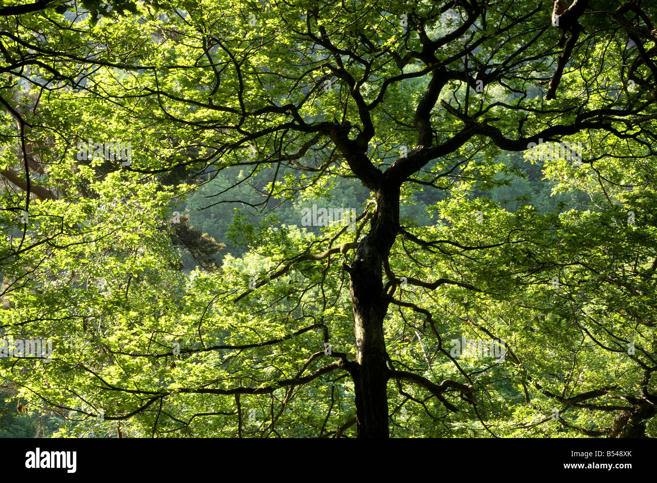 backlit tree in a derbyshire woodland Stock Photo - Alamy